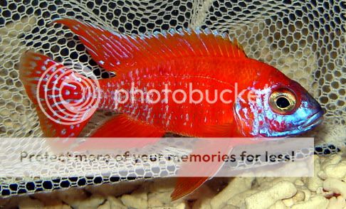 Quality of this Aulonocara (Rubescens) Ruby Red? Pics | Cichlid Fish Forum