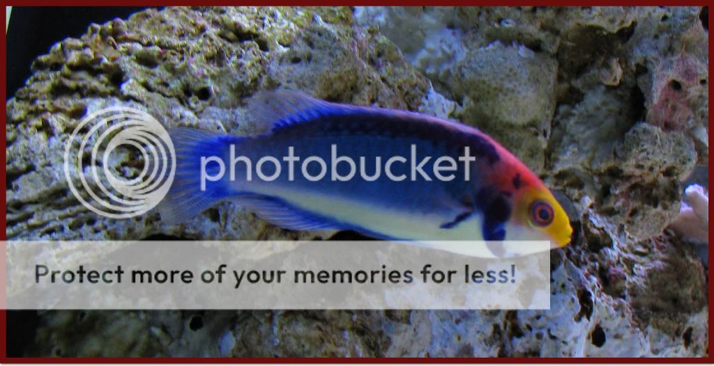 Solar Wrasse And Velvet Multicolor Wrasse Together?? - Reef Central ...