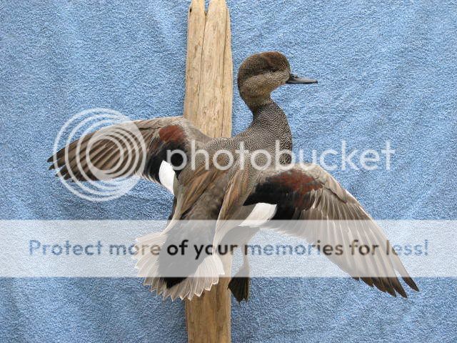 Drake Gadwall Mount
