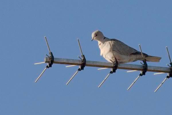 Oh to have feathers! Diving Dove | The Photography Forum