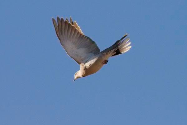 Oh to have feathers! Diving Dove | The Photography Forum