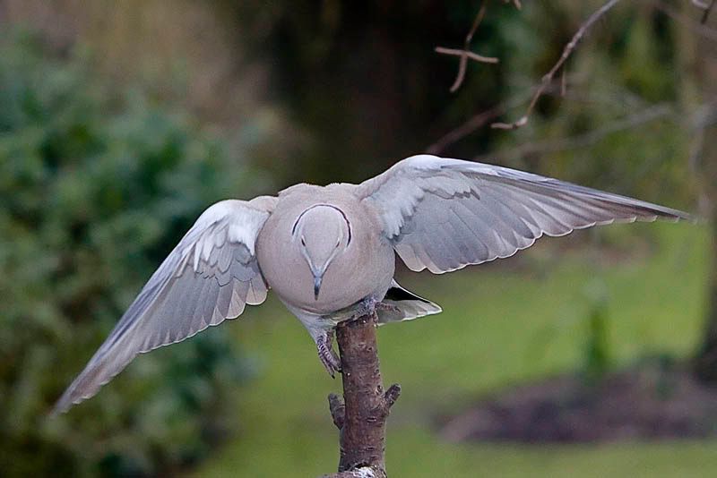 Bumpy landings - No Air traffic control here -- Birds in photography-on ...
