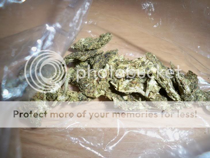 This is reggie right here! | Grasscity Forums - The #1 Marijuana ...