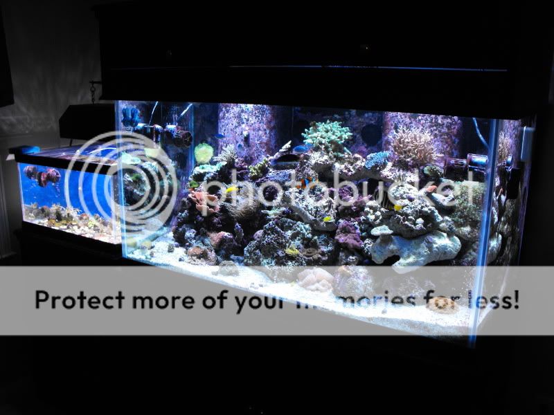 Tour of Tanks in Pictures | Atlanta Reef Club