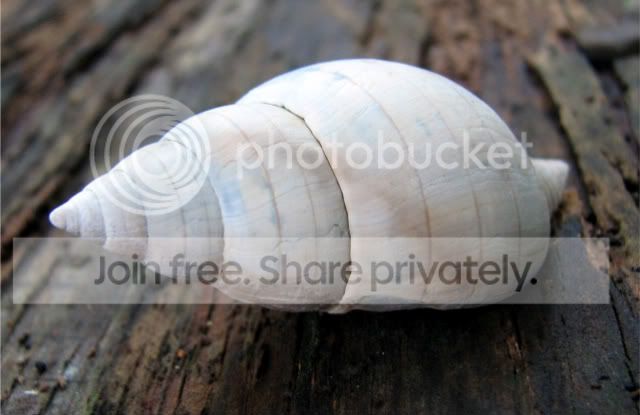 Invertebrates, Shells - General Fossil Discussion - The Fossil Forum